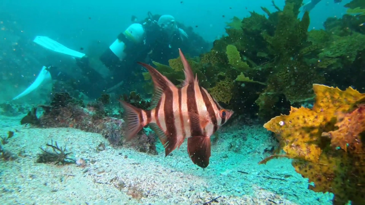 Bass point scuba diving - YouTube