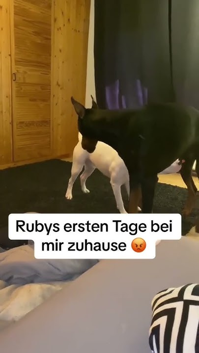 RUBY das erste mal bei DOBERMANN Reav ‼️ - YouTube