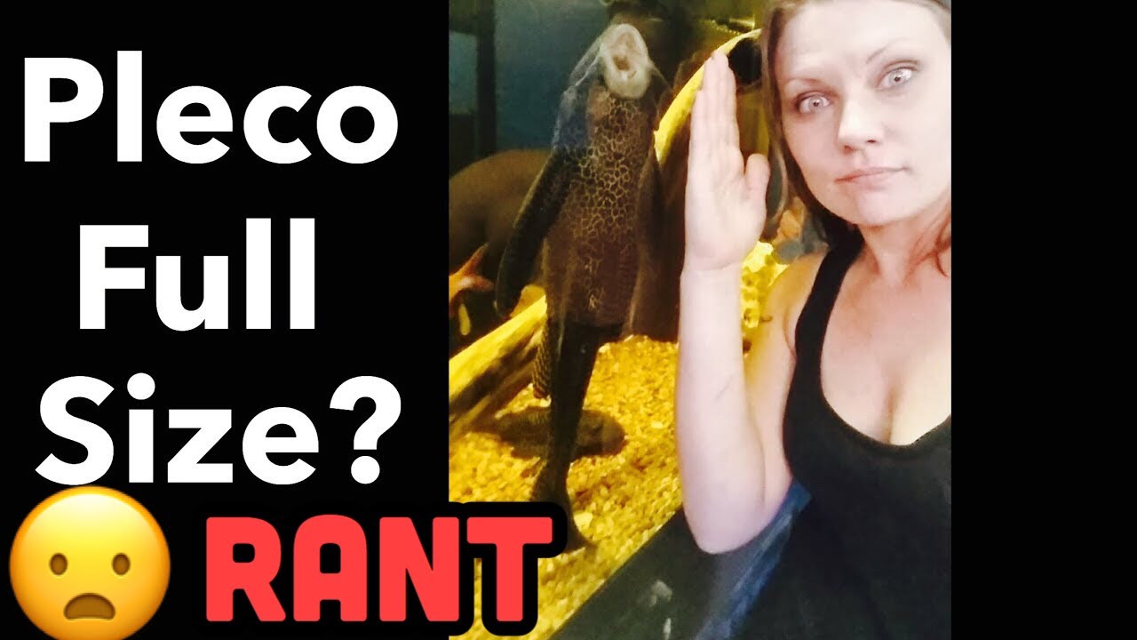 Pleco Fish Full Size Length? RANT - YouTube