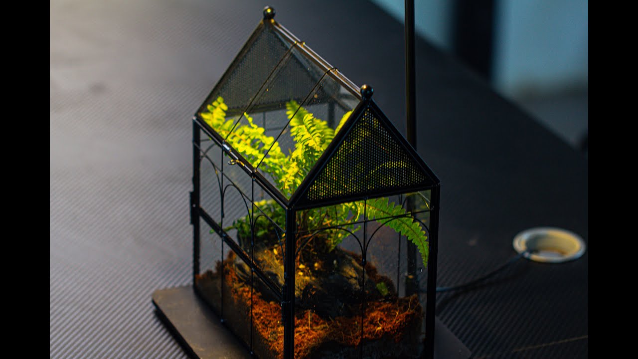 build a spider terrarium with boston fern - YouTube