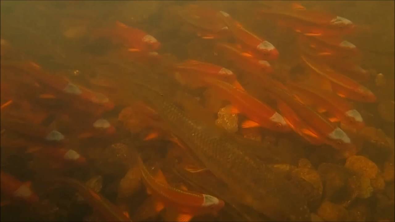 Spawning Behavior of Yellowfin Shiner - YouTube