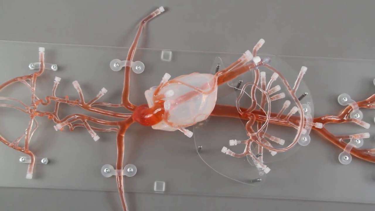 Angio-Suite Training Model - YouTube