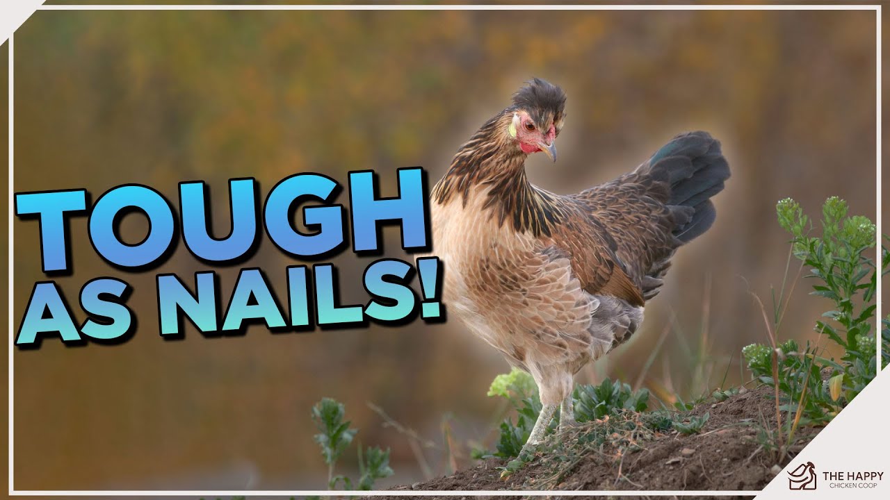 Icelandic Chickens: Unveiling the Allure of this Feathered Vikings ...