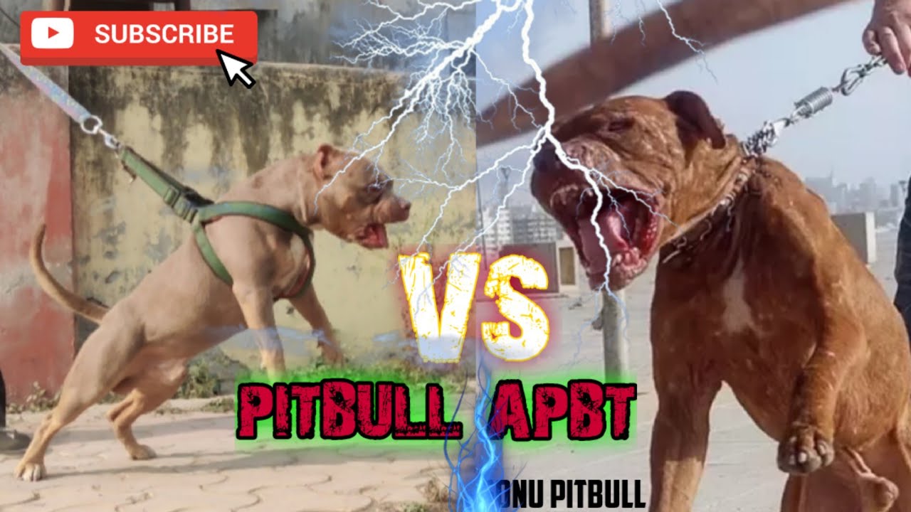 PITBULL VS APBT // ROMEO KI FIGHT HO GAI APBT K SATH // ROMEO KO GUSSA ...
