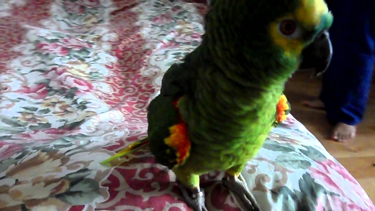 Best Parrot Tia running around - YouTube