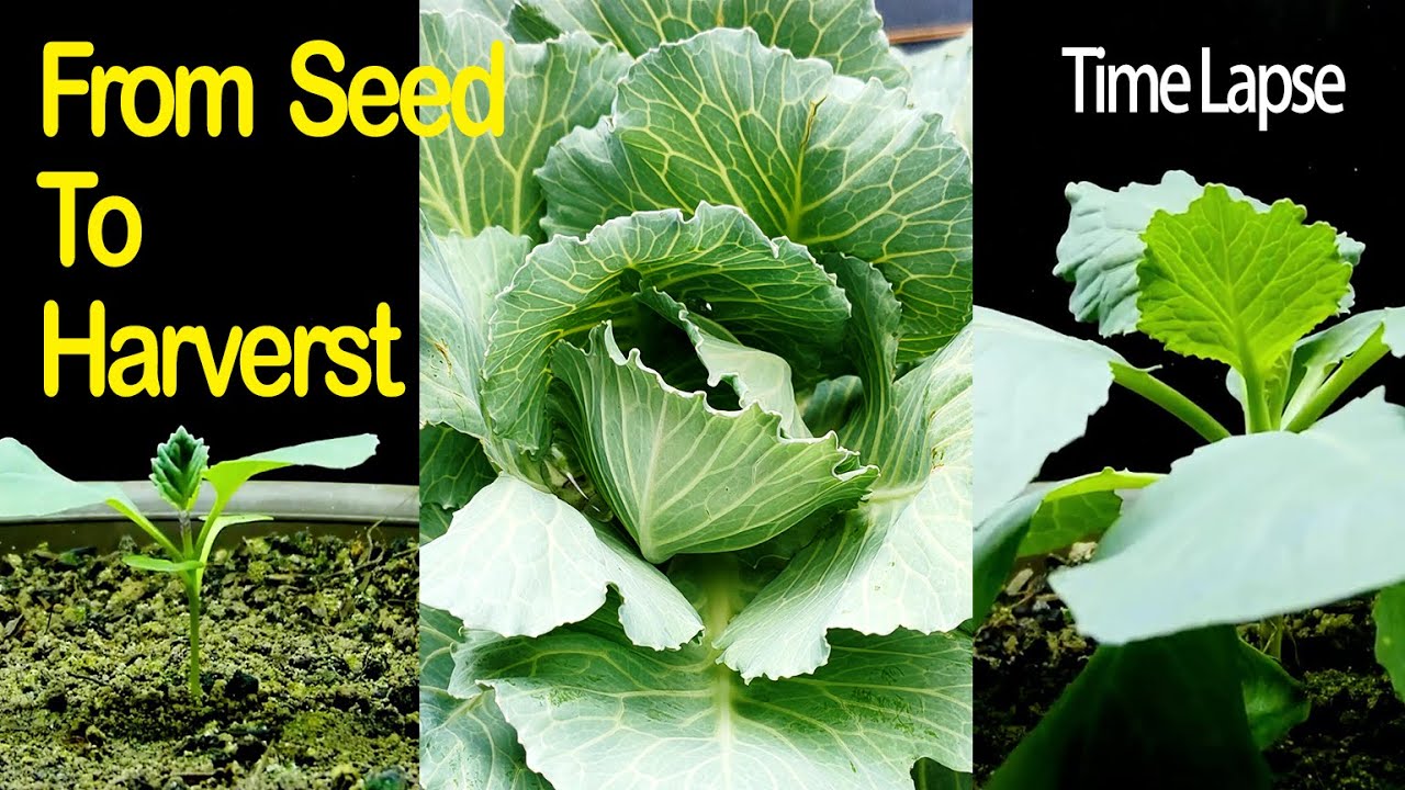 Cabbages Thriving from Tiny Seeds in 101 Days | Time Lapse - YouTube