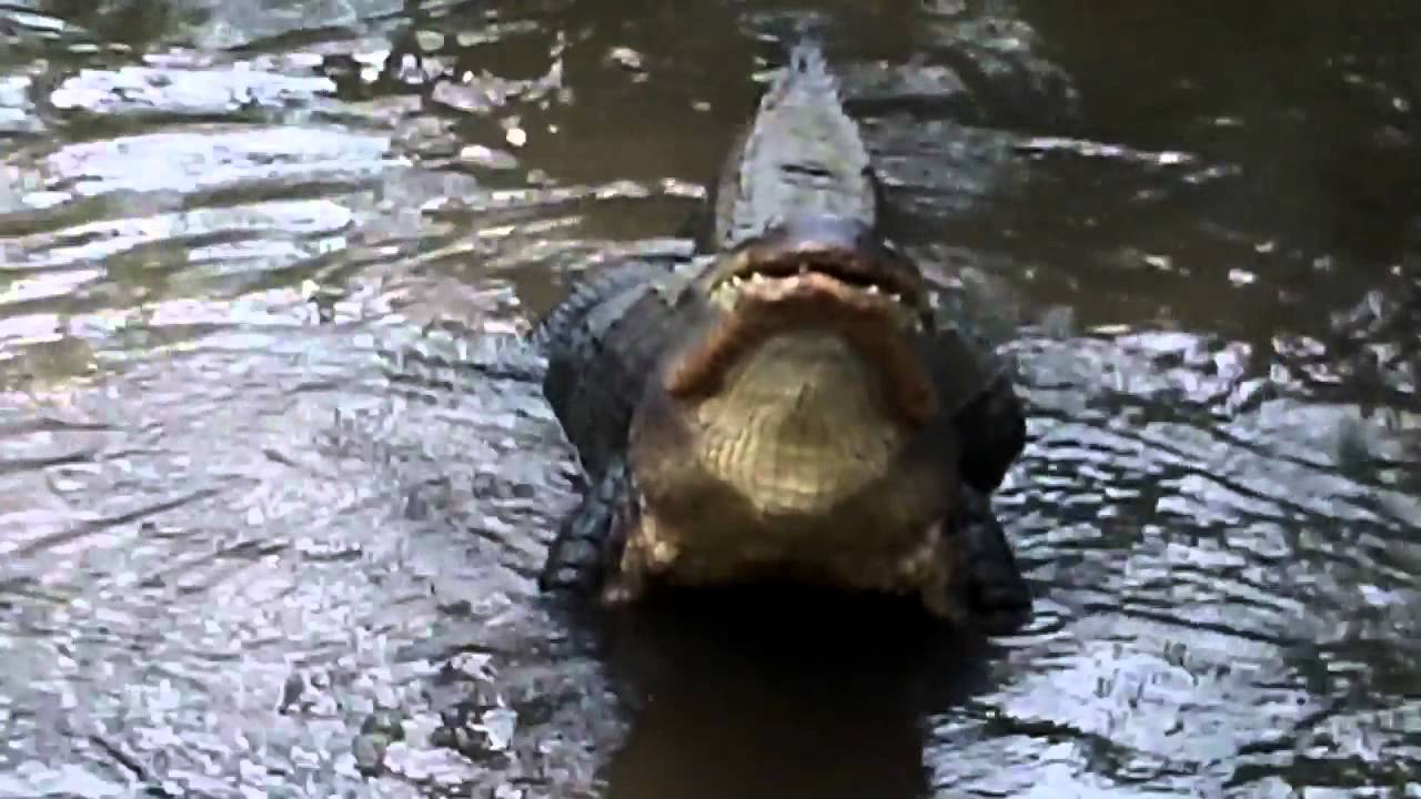 Alligator Mating Call Youtube