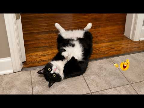 Best Cat Videos 🐈 | The Funniest Cat Moments You Need to See Today 🤣😹