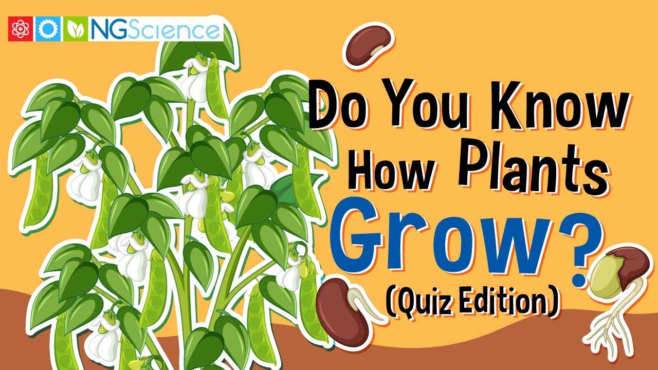 Quia How Do Plants Grow