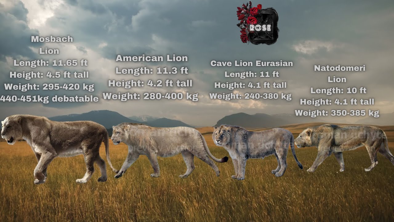 Top Biggest Extinct Lions Comparison - YouTube