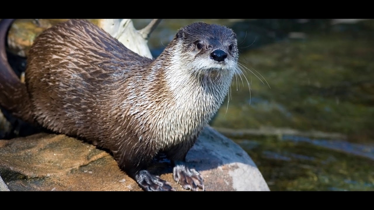 Animals in Paiute (Kooyooe Tukadu) - YouTube