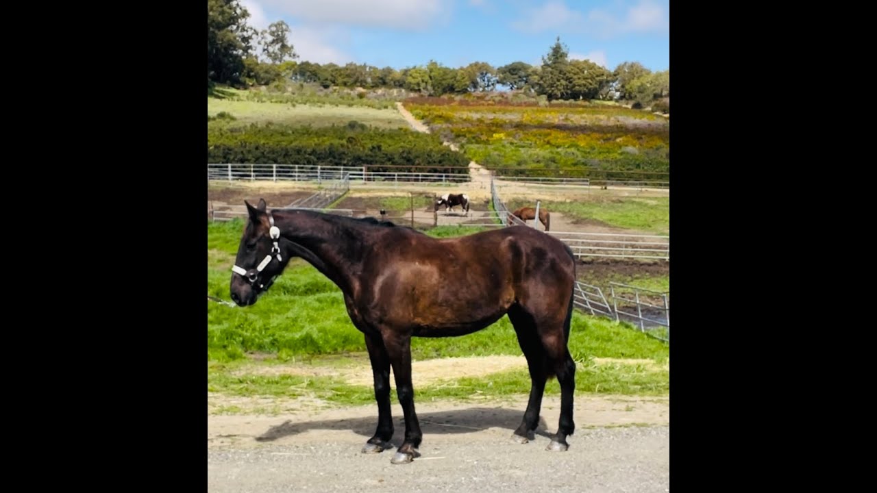 Beginner Lesson on Apache - Standardbred for Sale -Gaited Horse ...