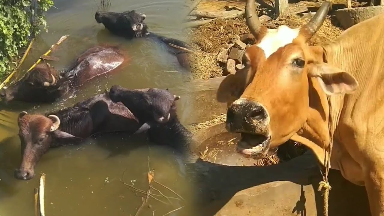 Big buffalo and cow video #village #baffalo #cow #animals #big #sound ...