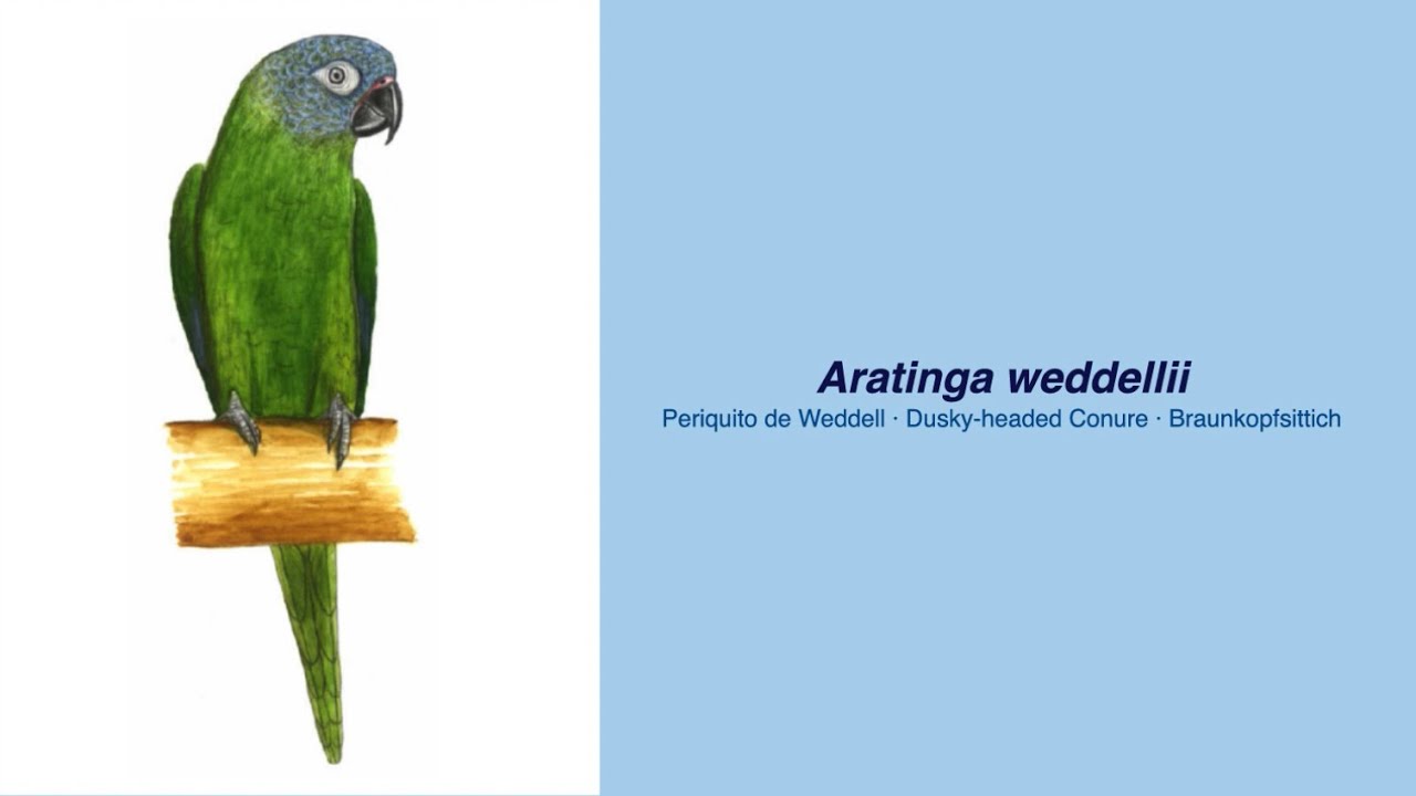 Video Encyclopedia of Parrot Species - #209 Aratinga Weddellii - YouTube
