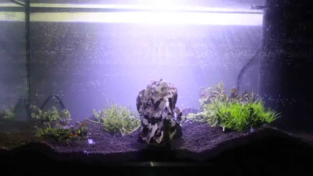 Freshwater Shrimp Aquarium Setup