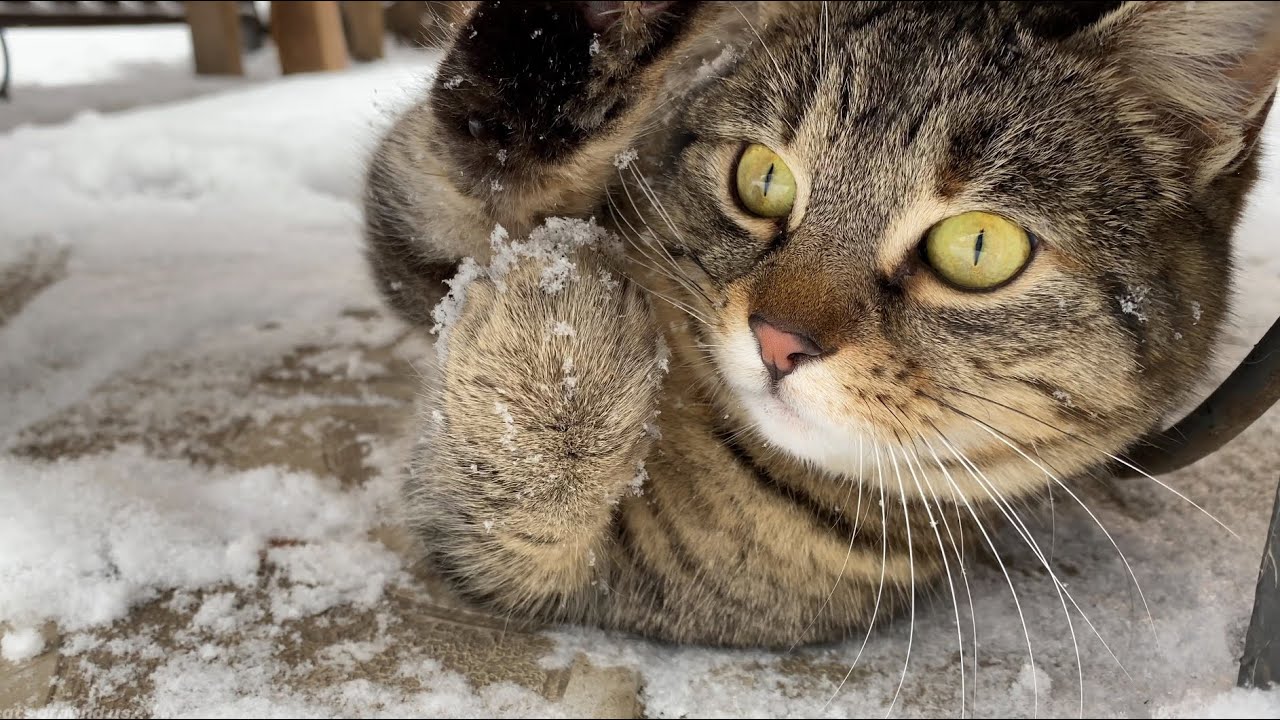 Very cute tabby cat plays with the first snow - YouTube