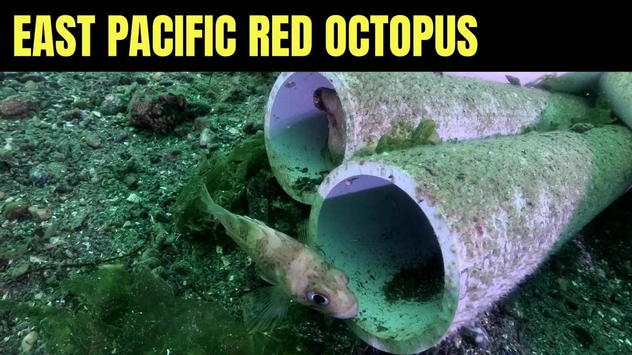 60 Minutes With An East Pacific Red Octopus | Salish Sea Marine ...