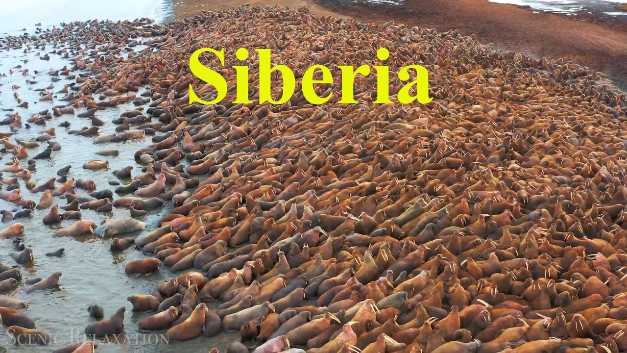 Travel To Siberia,Beautiful Places to Visit in Siberia,siberian Tourism ...