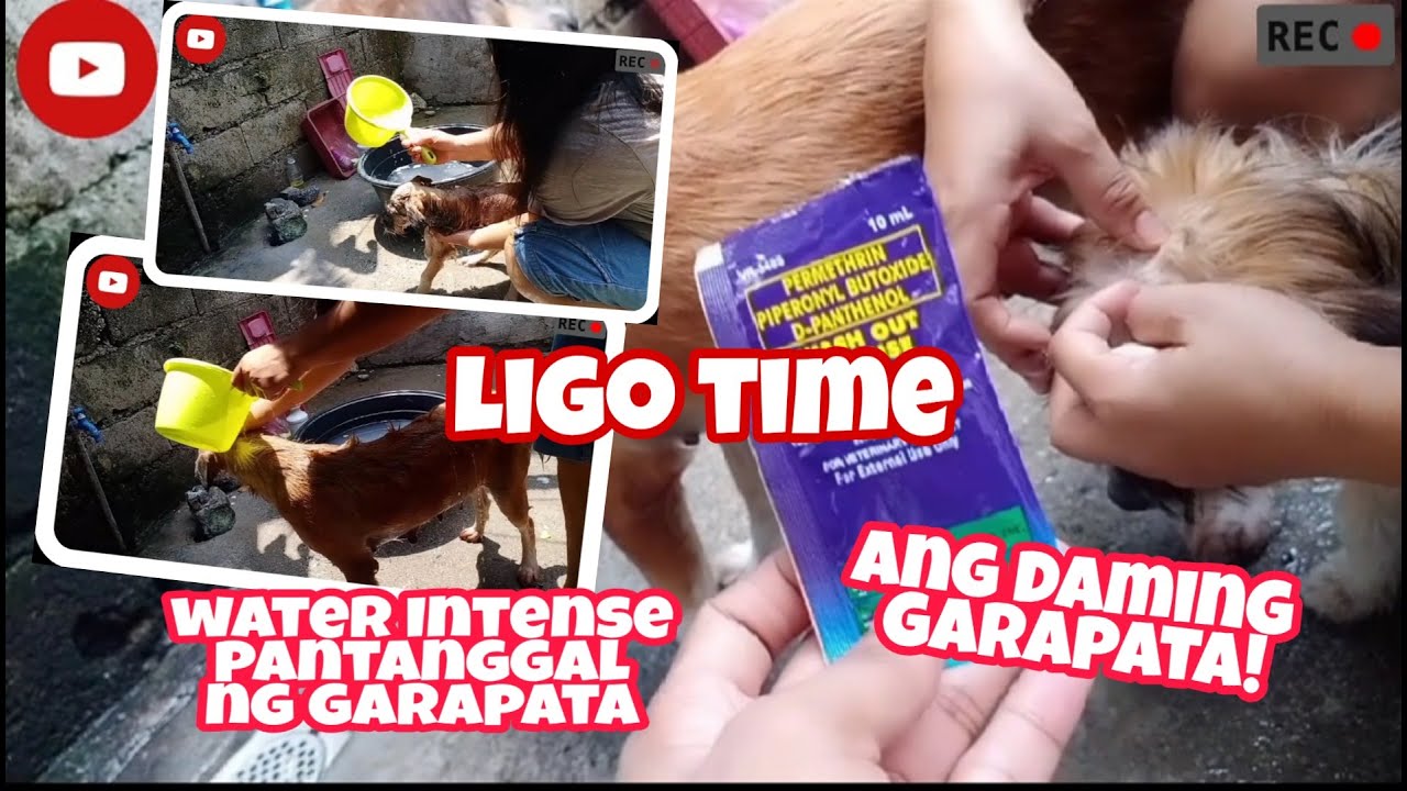"Water Intense" pangtanggal ng garapata ng aso | MARVELOUS PLUS - YouTube