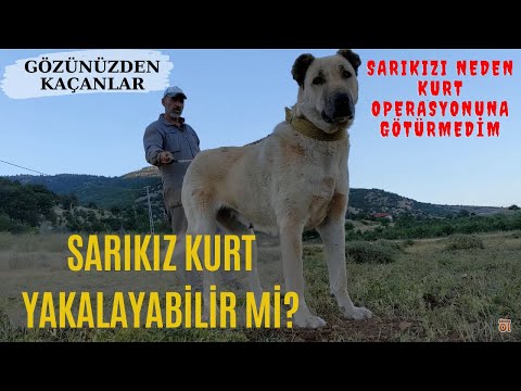 KURT SALDIRISI HABERİNE NEDEN GÜRÜNÜ GÖTÜRDÜM / NEDEN BİR BAŞKA KÖPEK GÖTÜRMEDİM