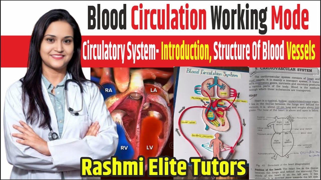 Circulatory system | introduction, structure of blood vessels - YouTube