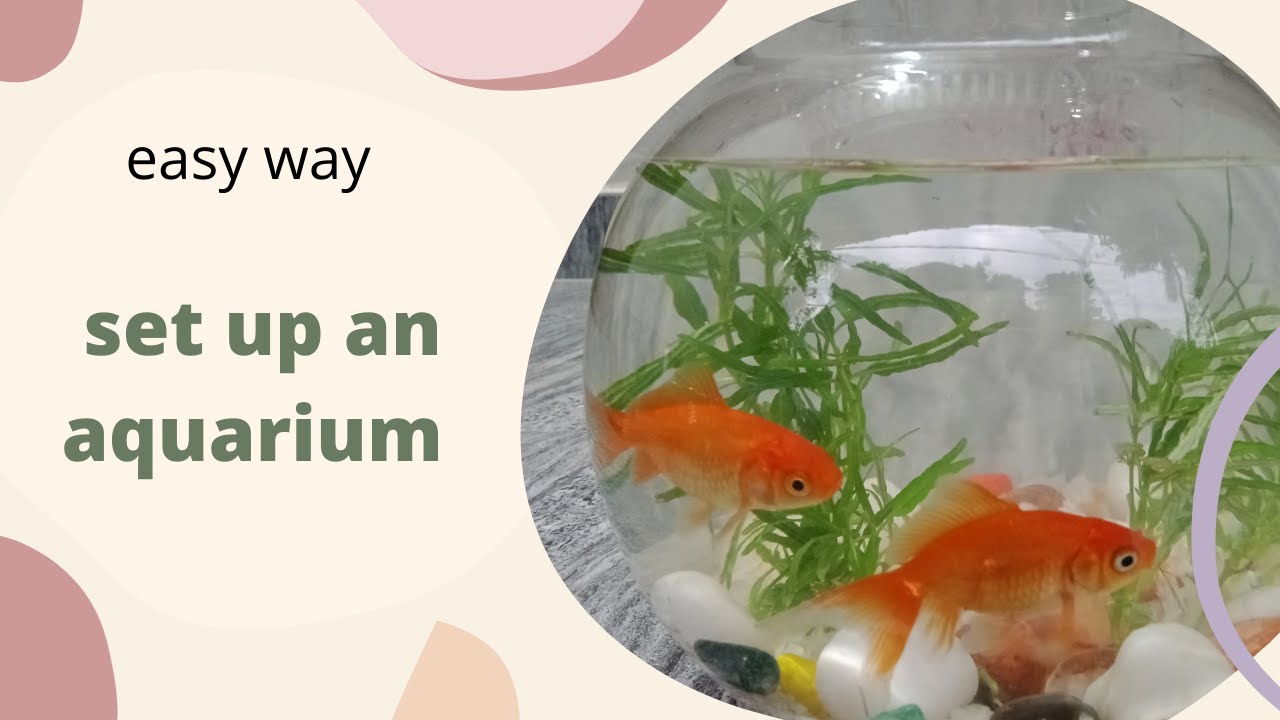 Fish bowl setup - YouTube