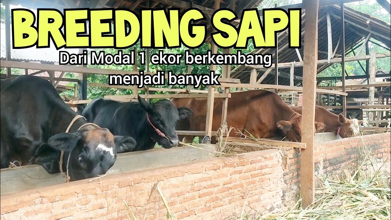 Breeding sapi di mulai dari 1 ekor berkembang menjadi banyak - YouTube