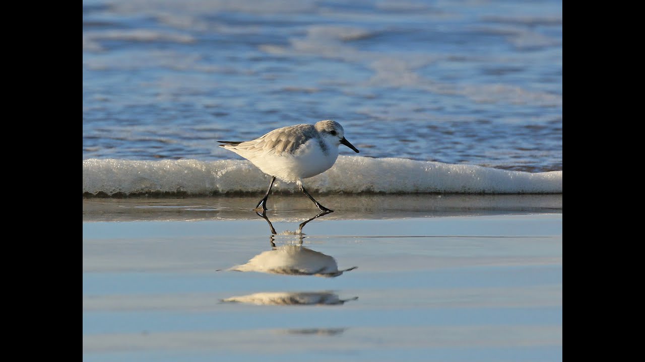Wildlife of Horsey Island Nature Reserve - YouTube