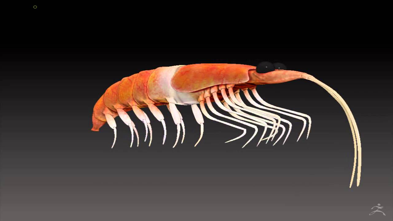 Krill Virtual 3D Model - YouTube