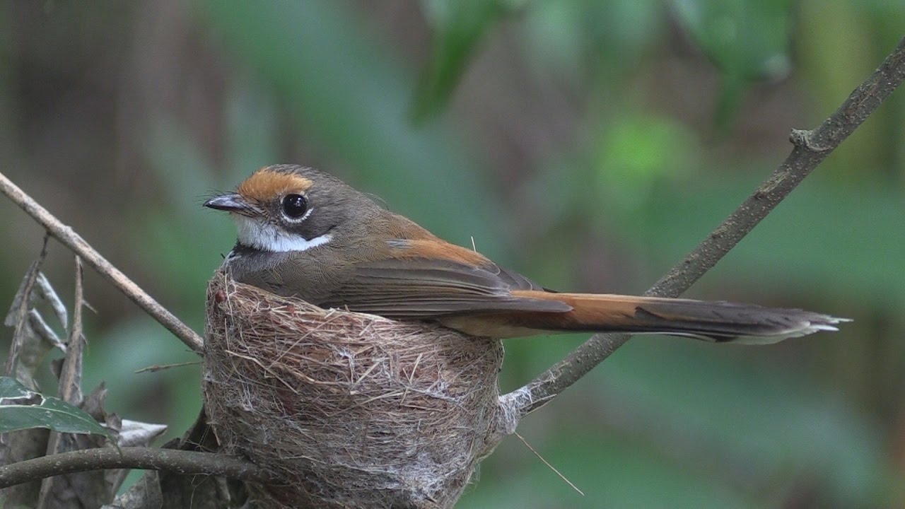 Rufous Fan tail up close HD Video Short version - YouTube