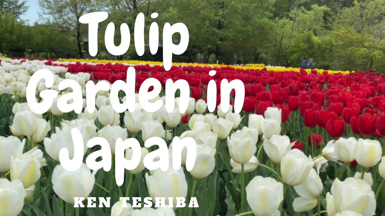 4K I Tulip Garden in Japan, Gifu Seiryu-Satoyama Park - YouTube
