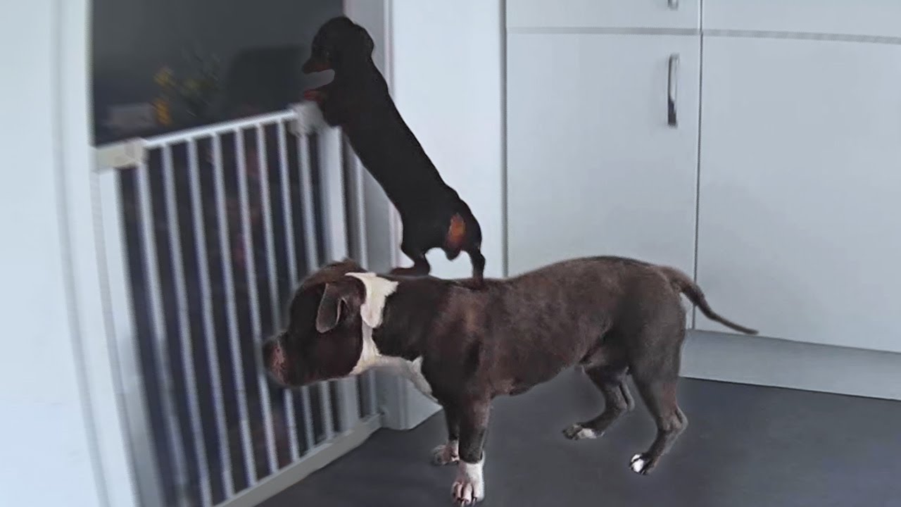 Dog Makes Great Escape Using His Brother - YouTube