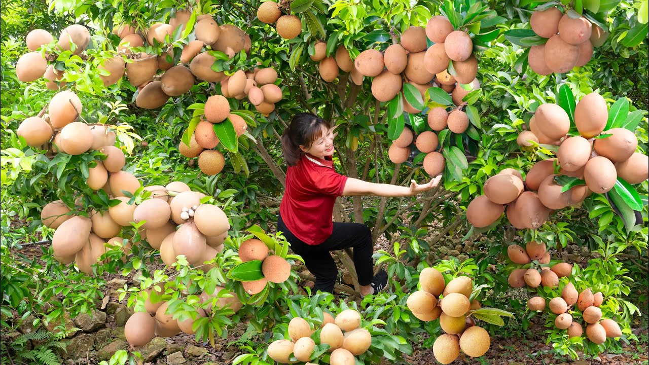 Harvesting Sapoche Fruit & Make fried sugar cake dough Goes to the ...