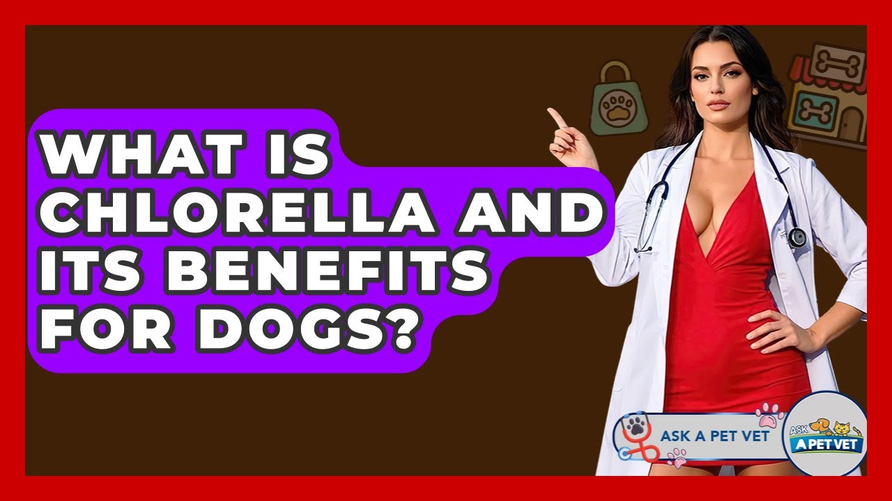 What Is Chlorella And Its Benefits For Dogs? - Ask A Pet Vet - YouTube
