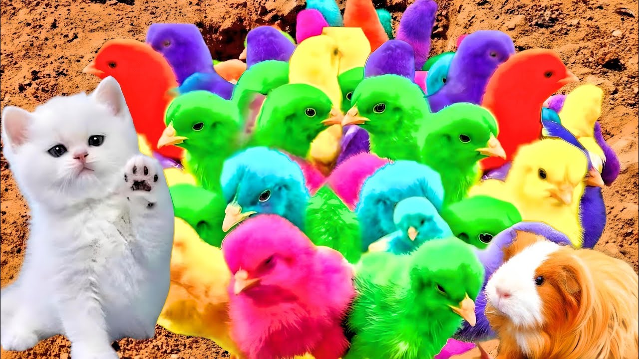 Cute Chickens, Colorful Chickens, Rainbow Chicken, Rabbits, Cute Cats ...