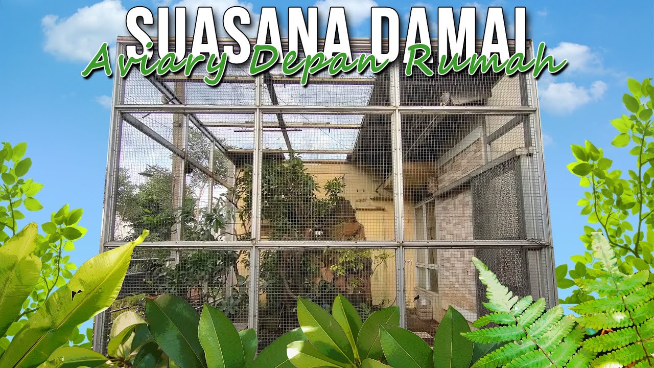 Suasana Minggu di Aviary Minimalis Depan Rumah - YouTube