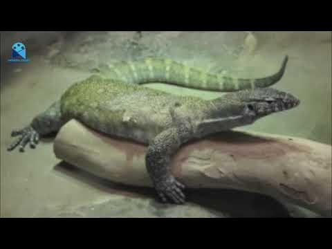 The 10 most dangerous reptiles on earth, a documentary by Dr. Nat - YouTube