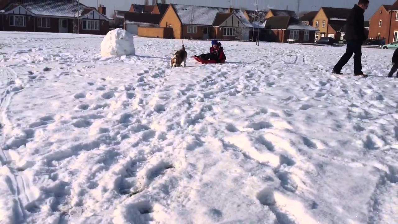 Beagle pulling a sleigh - YouTube