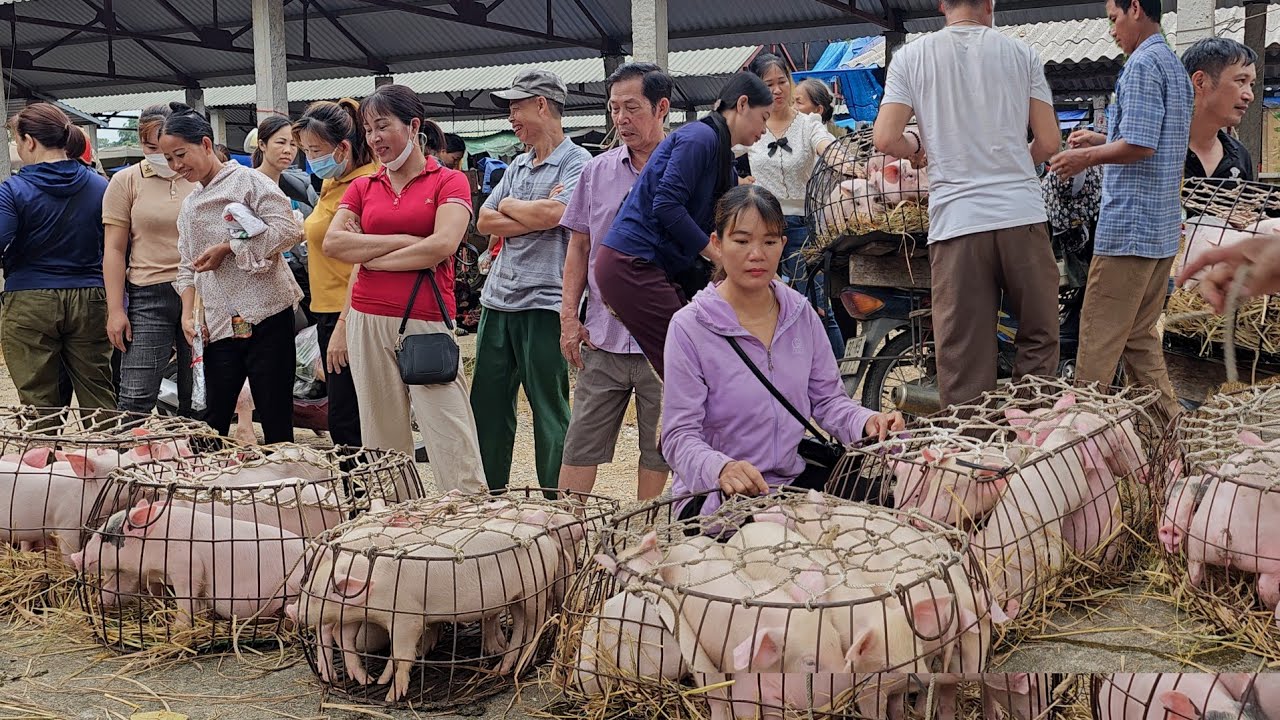 Go to the market that specializes in selling breeding pigs. Buy 20 ...