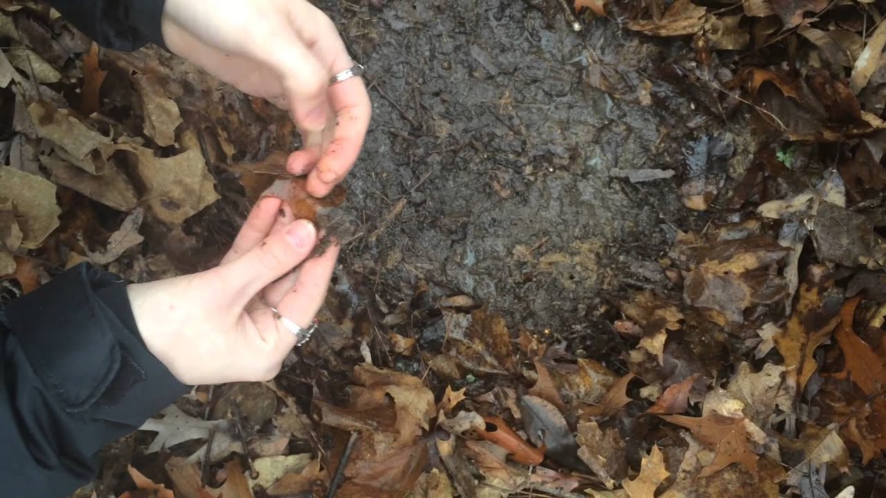 Ecology - Asian Jumping Worms - YouTube