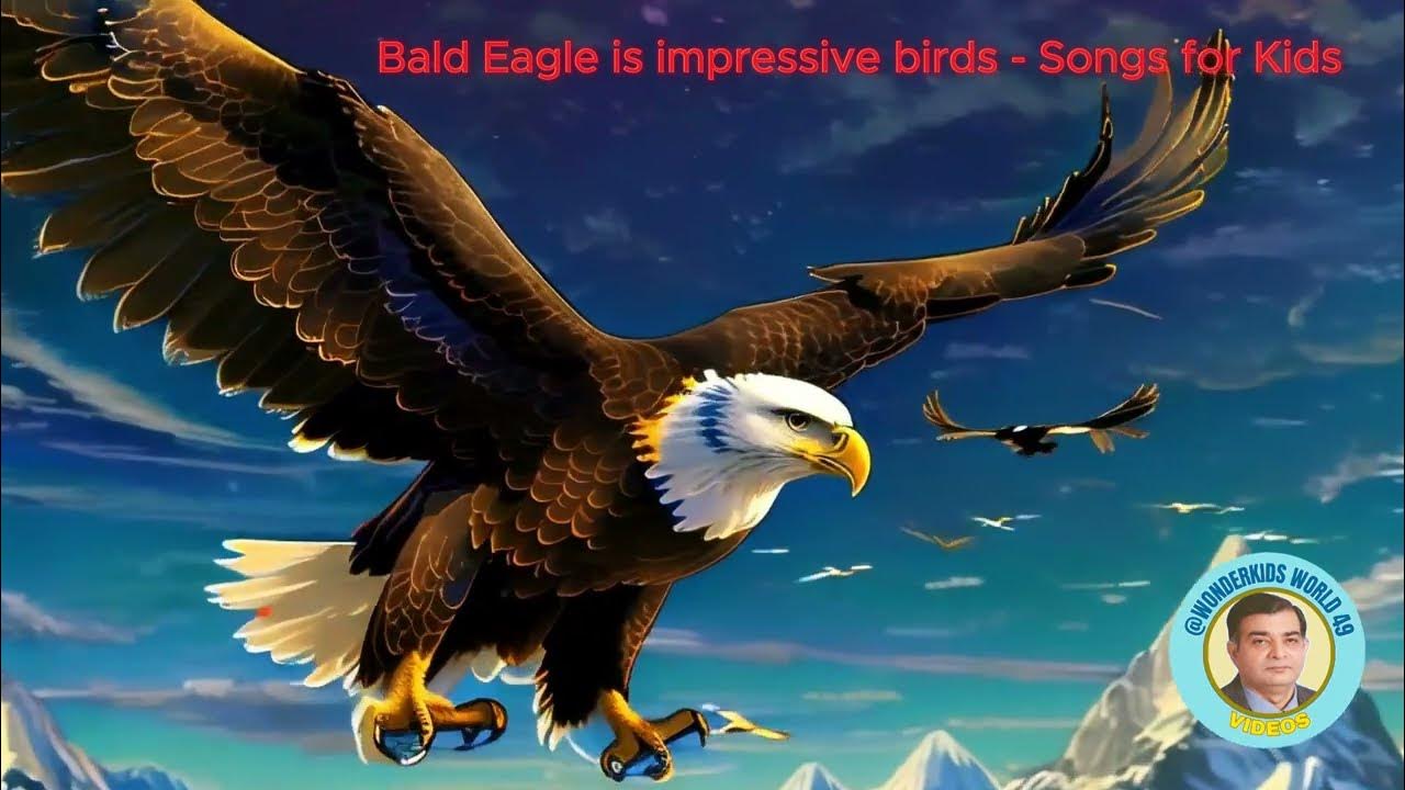Bald Eagle is impressive birds - Songs for Kids | Hayat Education - YouTube