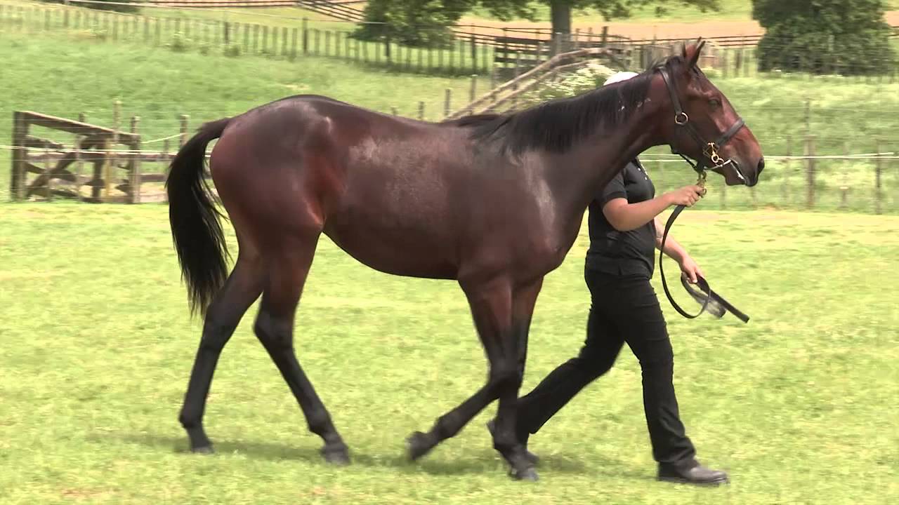 Breckon Farms Yearling Draft 2015 - Lot 133 - YouTube