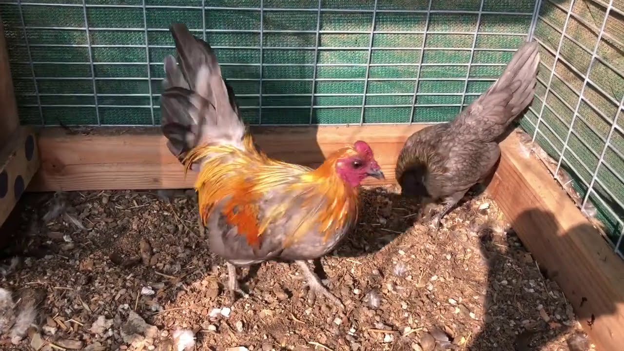 Enseñando las parejas de gallitos que arme! OEGB, aztecas miniatura ...