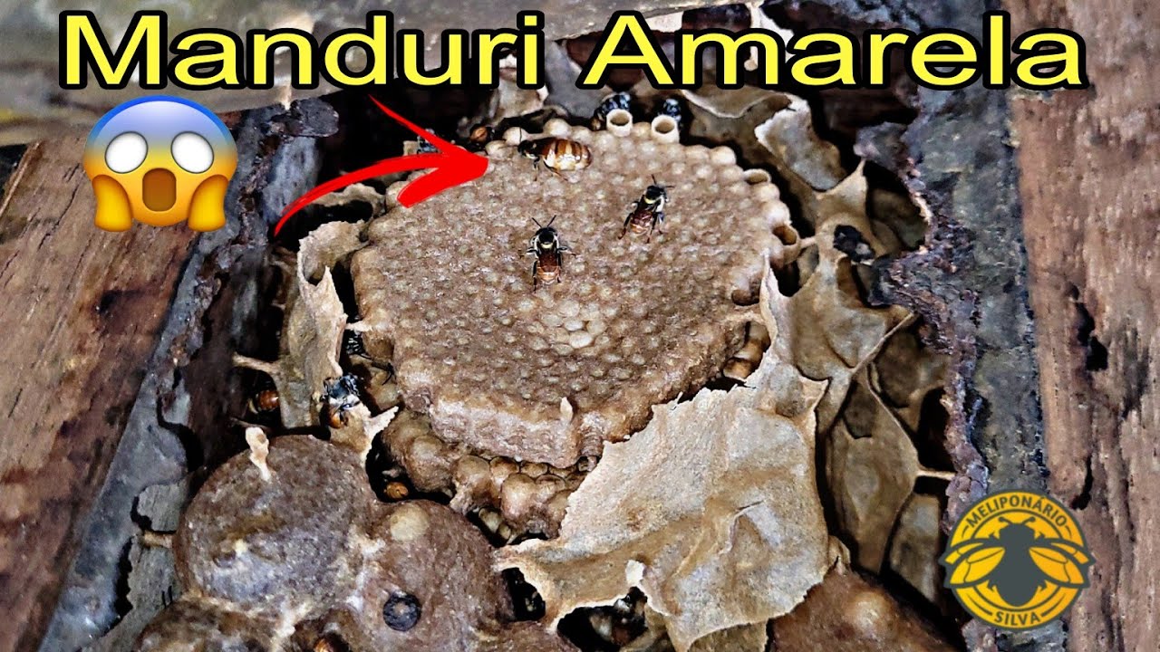 ABELHA MANDURI AMARELA-(Veja que espécie Linda) #abelhas - YouTube