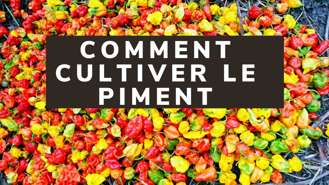 04 ETAPES POUR RÉUSSIR LA CULTURE DU PIMENT EN AFRIQUE - YouTube