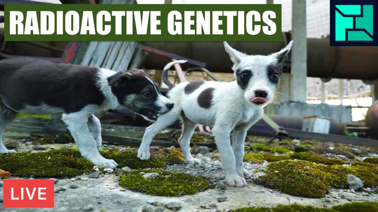 🔴 The First Chernobyl Dogs Study | [OFFICE HOURS] Podcast 109 - YouTube