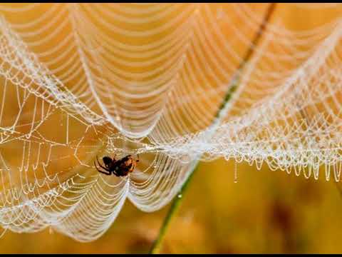 Паутина паука. А spider web. - YouTube
