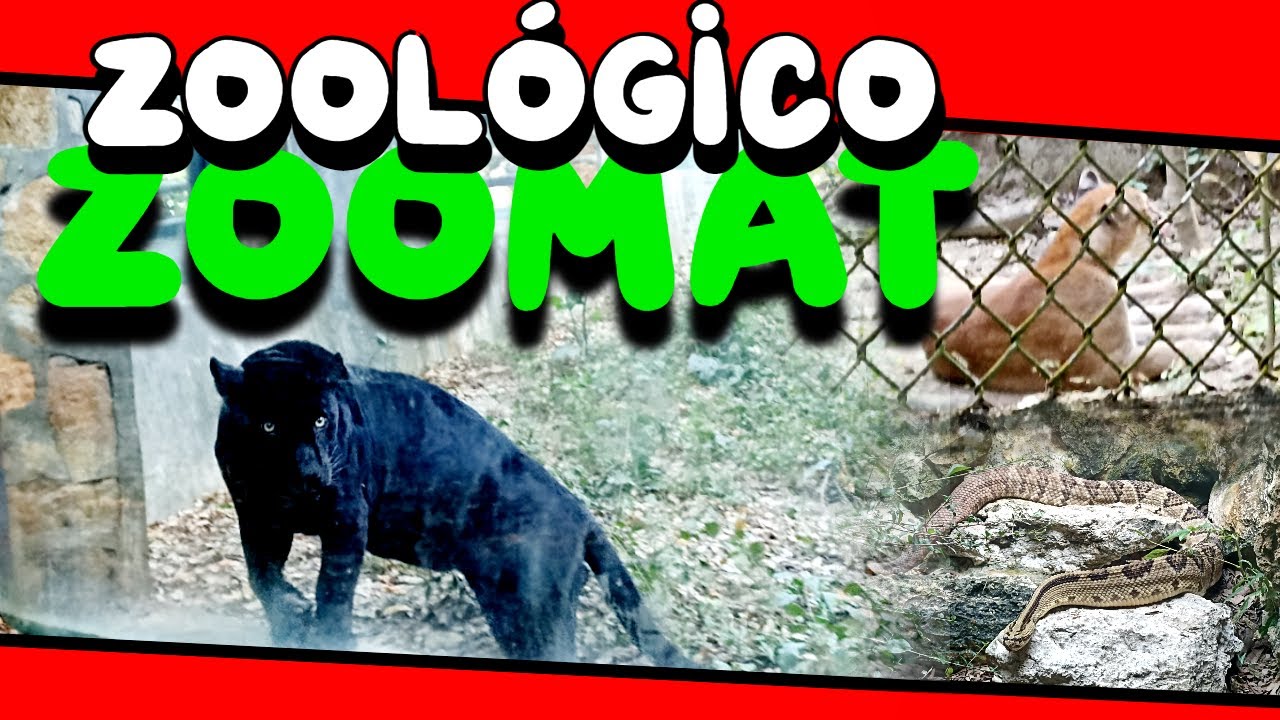 ZOOLÓGICO ZOOMAT / QUE ANIMALES TIENEN? - YouTube