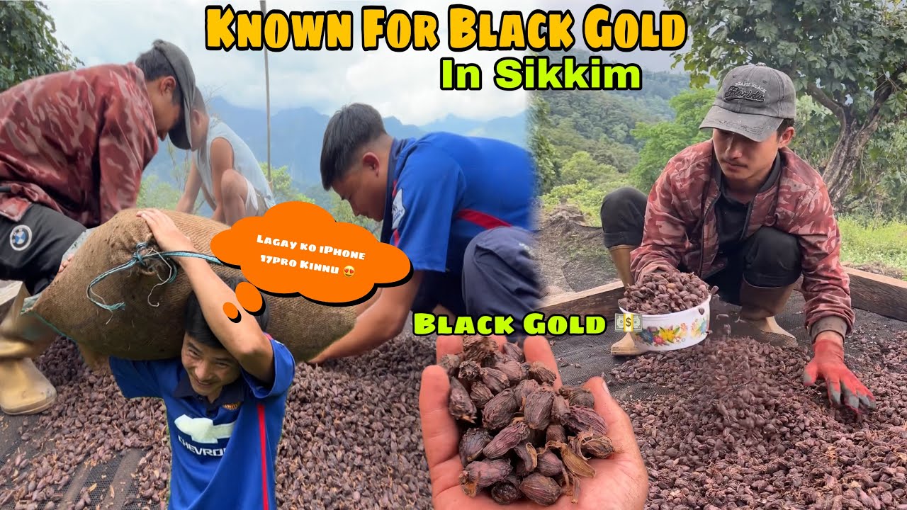 Cardamom Drying Procedure In Village 💝| Sikkim North East India 🇮🇳 ...