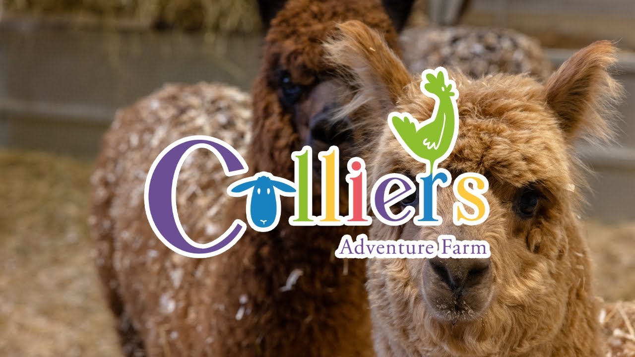 Colliers Adventure Farm - YouTube